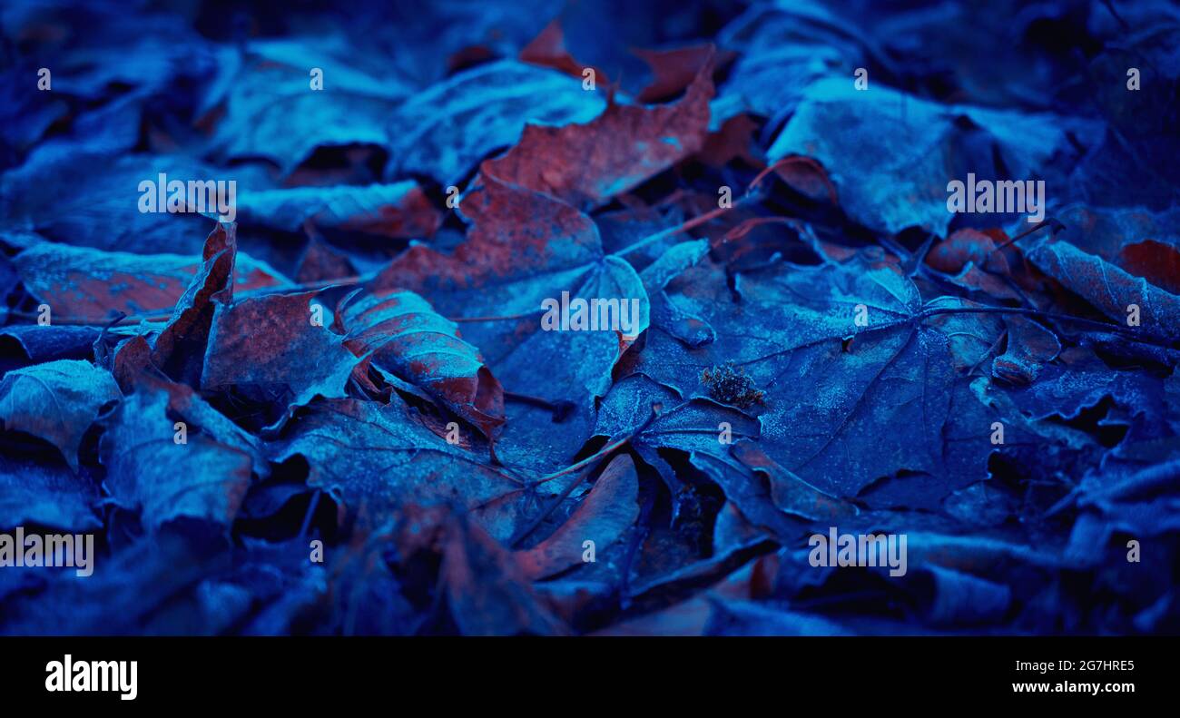 Dried leaves fallen under tree hi-res stock photography and images - Alamy