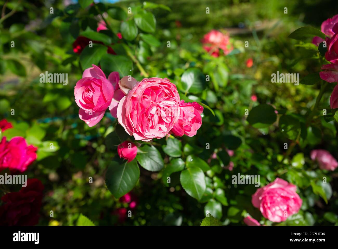 A lot of small pink roses on bush closeup in sunset garden. peony rose ...