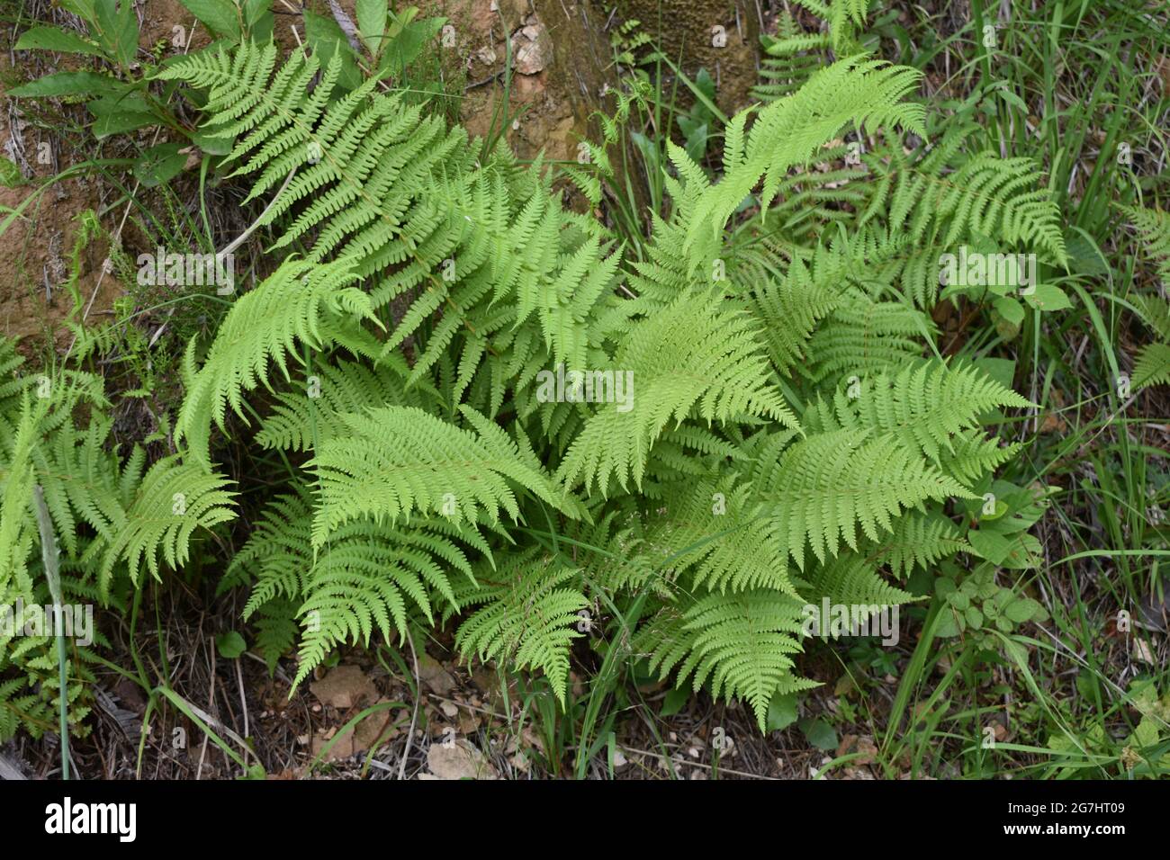 Closeup shot of Pteridophyte in a jungle Stock Photo - Alamy