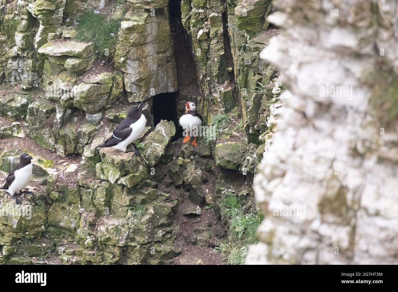 Atlantic puffin bempton cliffs hi-res stock photography and images - Alamy