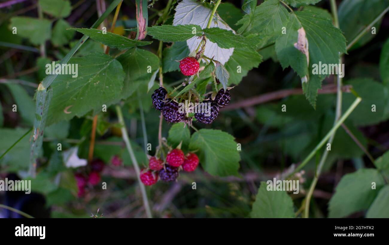 Close up unripe blackberries hi-res stock photography and images - Alamy