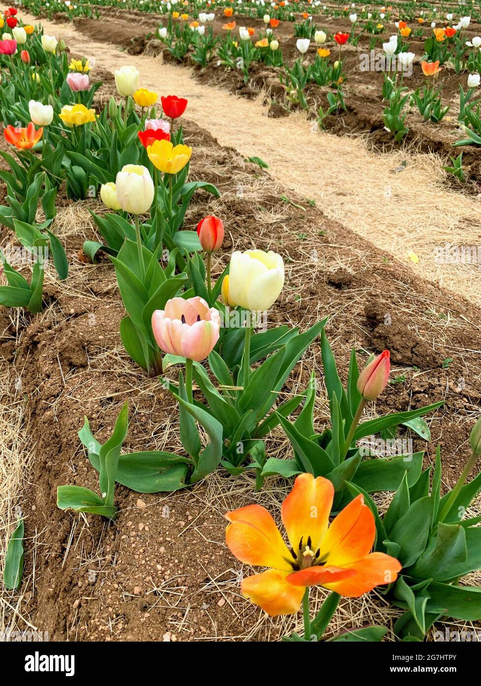 Tulip Farm in Marble Falls, Texas Stock Photo - Alamy