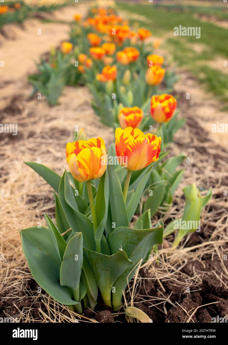 Tulip Farm in Marble Falls, Texas Stock Photo - Alamy