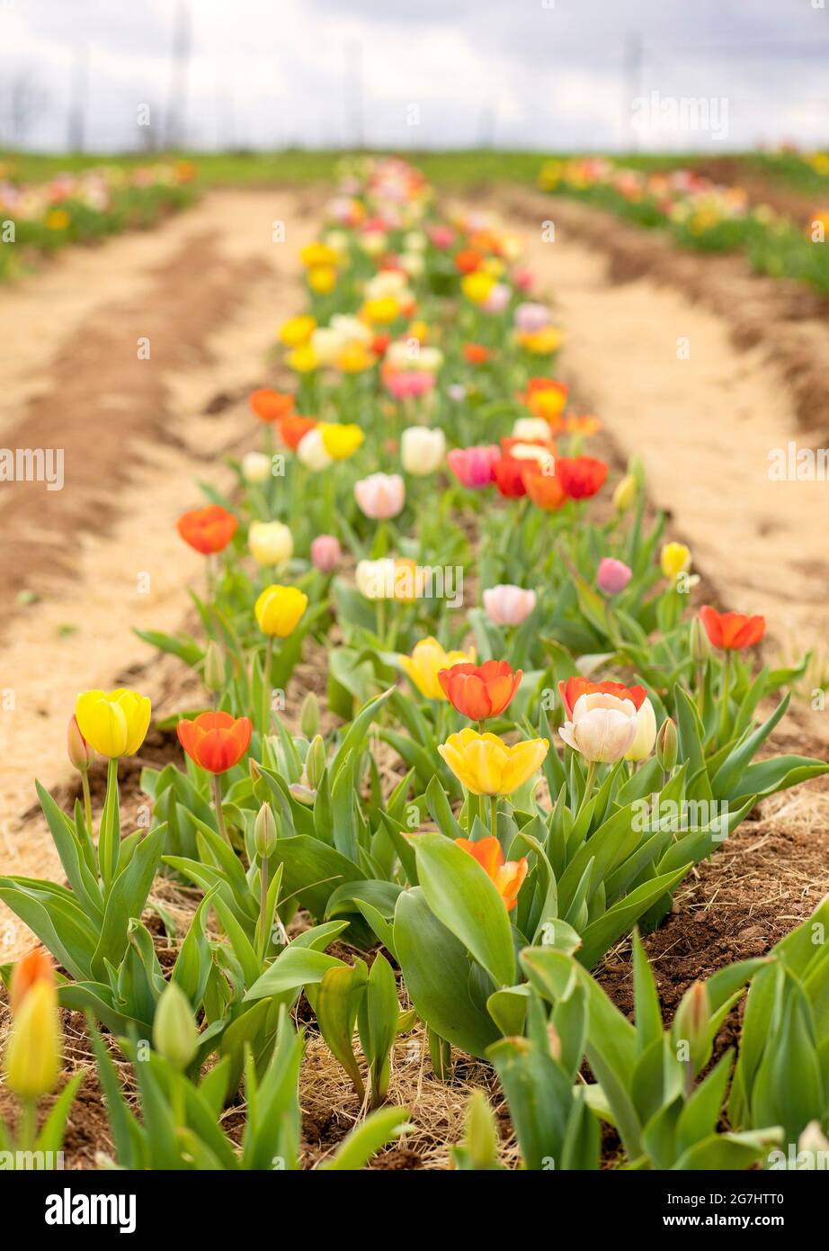 Tulip Farm in Marble Falls, Texas Stock Photo - Alamy