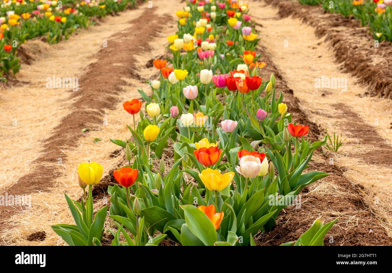 Tulip Farm in Marble Falls, Texas Stock Photo - Alamy