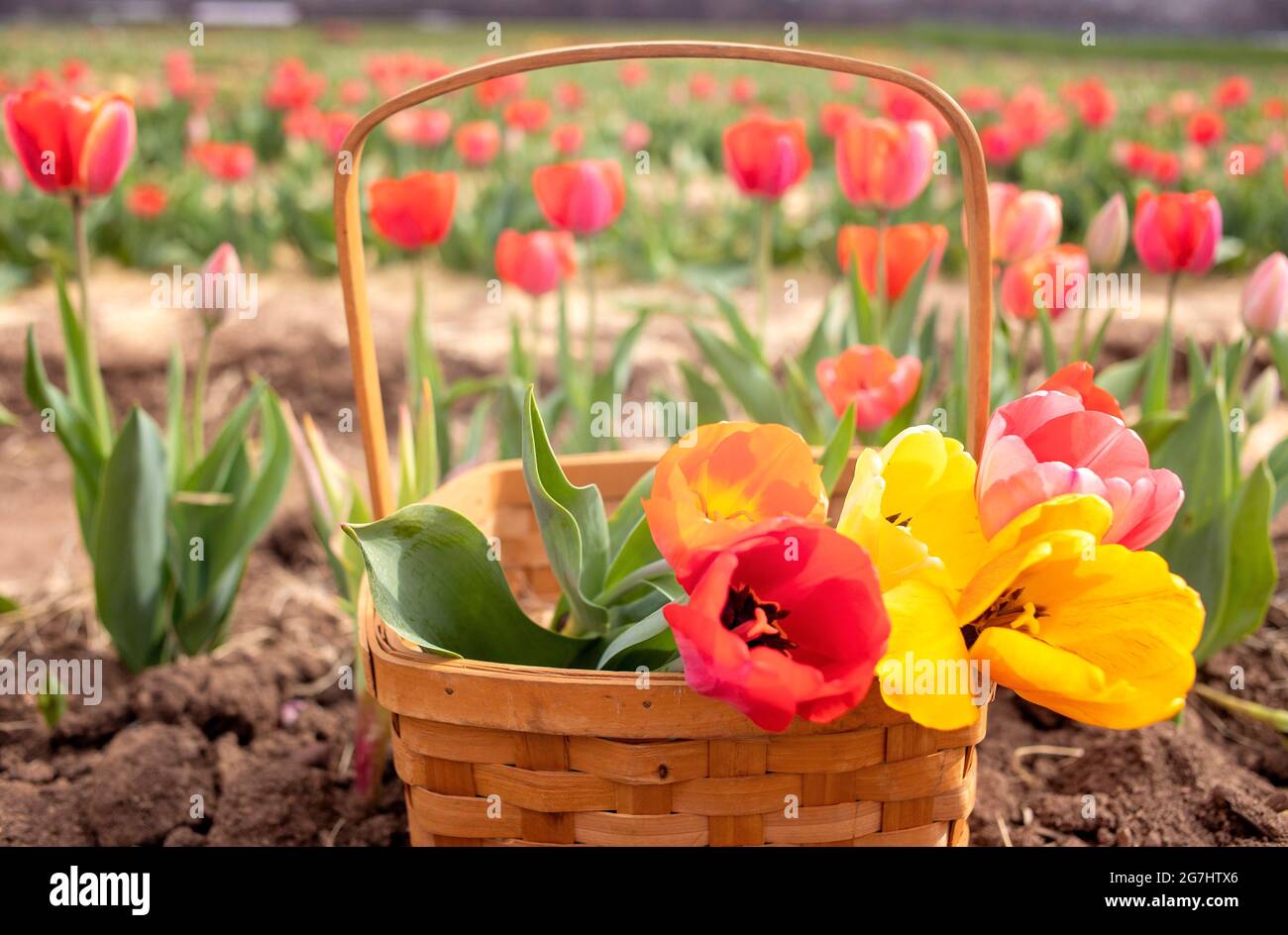 Tulip Farm in Marble Falls, Texas Stock Photo - Alamy