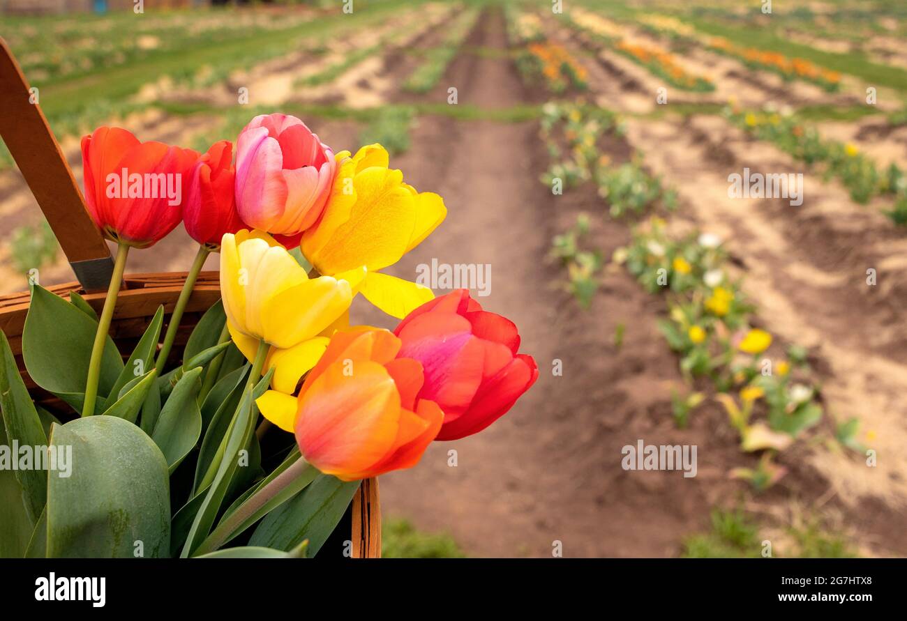 Tulip Farm in Marble Falls, Texas Stock Photo - Alamy