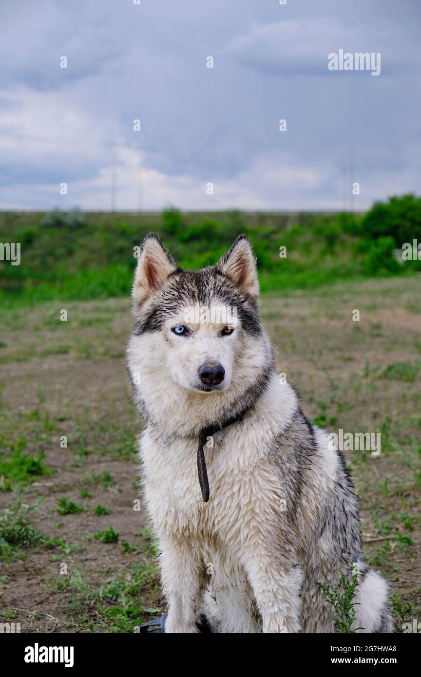 Husky dog with wet hair in nature after the rain Stock Photo - Alamy