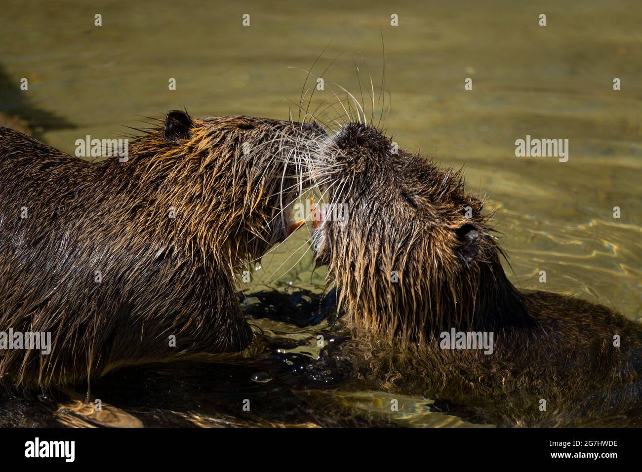 Two coypus kissing in the water Stock Photo - Alamy