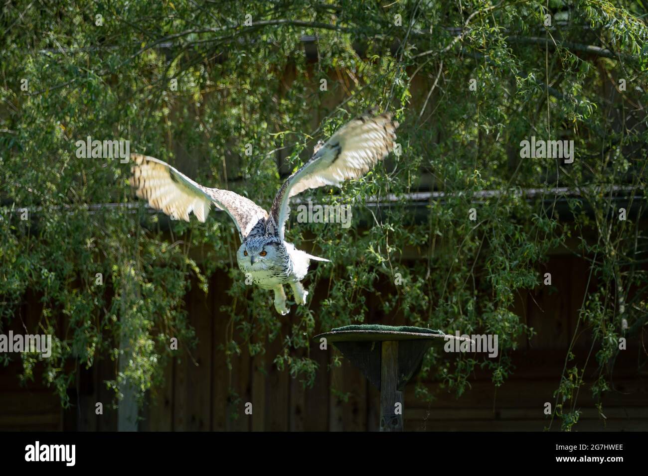 Snowy owl starting his flight Stock Photo - Alamy