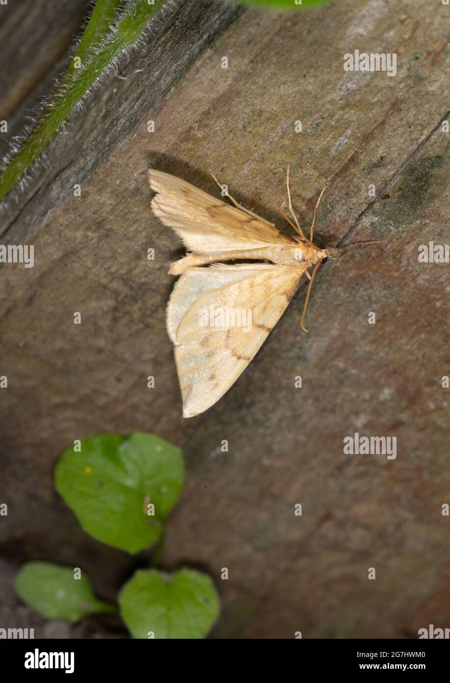 A barred straw moth (Eulithis mellinata) photographed in Lanarkshire ...