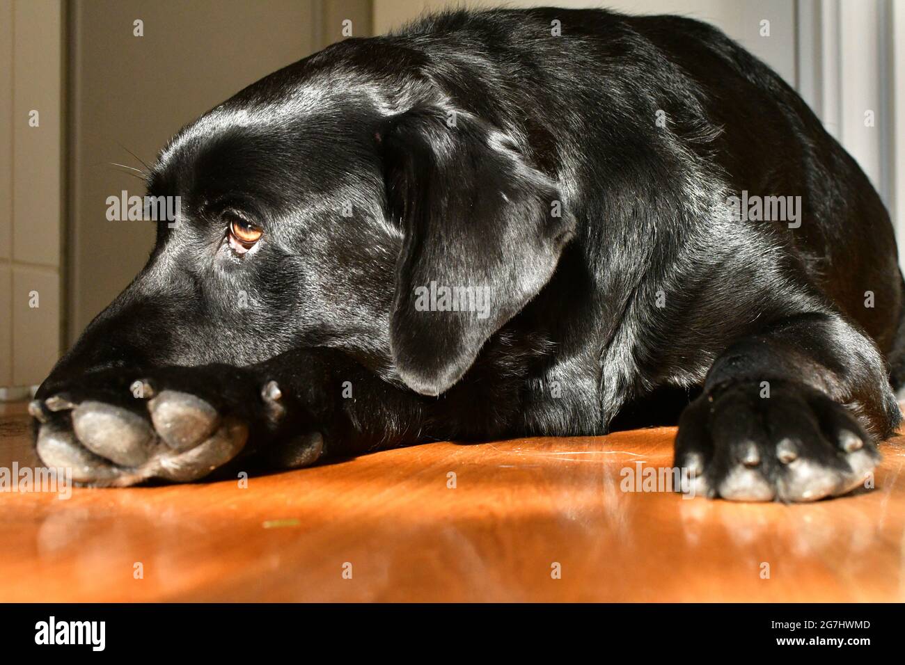 So sad lying black labrador dog Stock Photo - Alamy