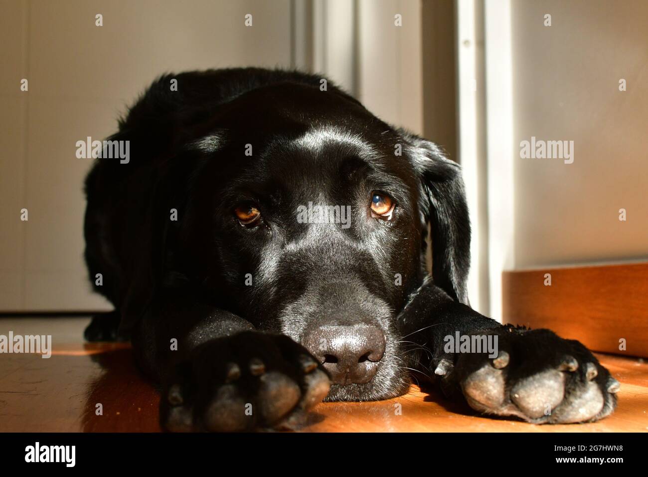 So sad lying black labrador dog Stock Photo - Alamy