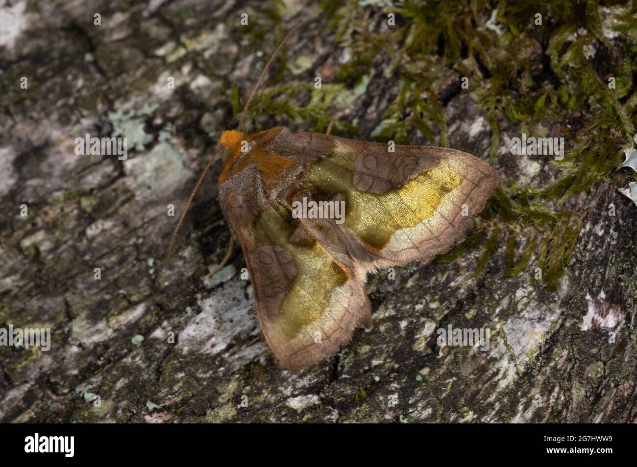 Diachrysia chrystis hi-res stock photography and images - Alamy