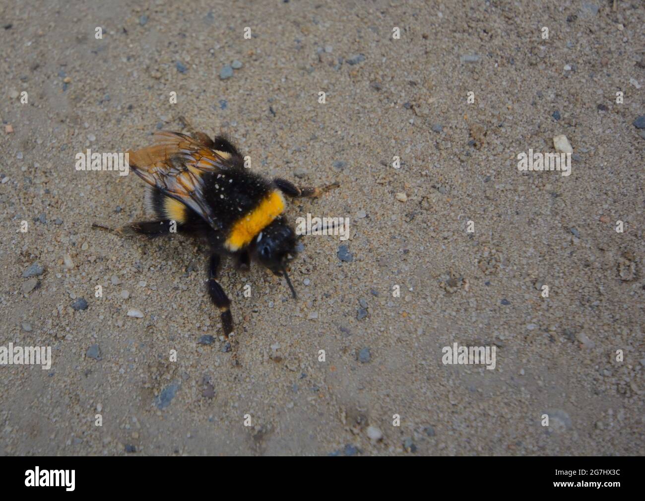 Bumblebee sitting on sand on the floor Stock Photo - Alamy