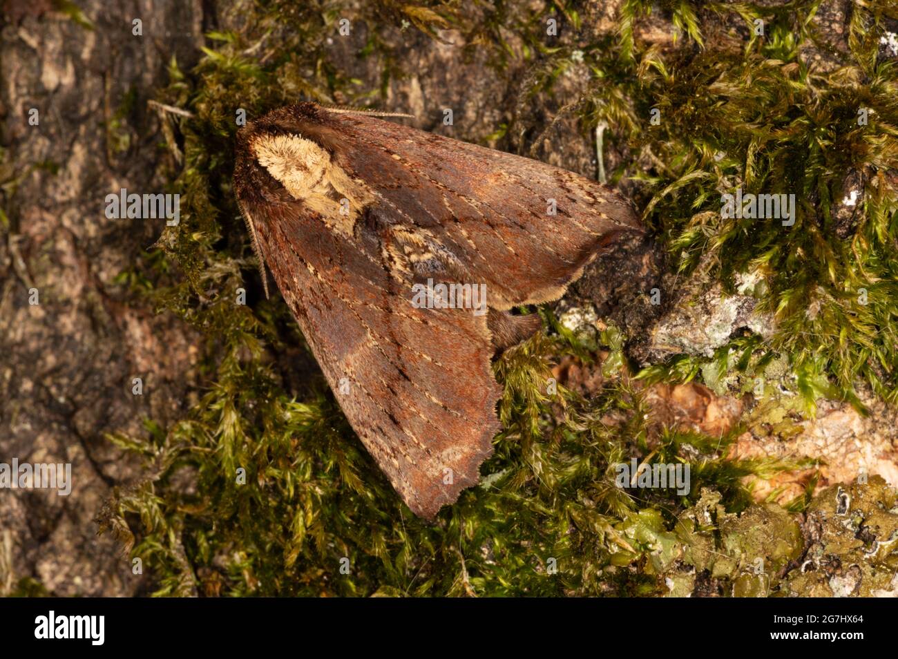 Prominent moth hi-res stock photography and images - Alamy