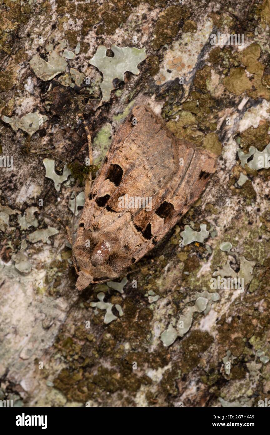 A double square-spot moth (Xestia triangulum) photographed in ...