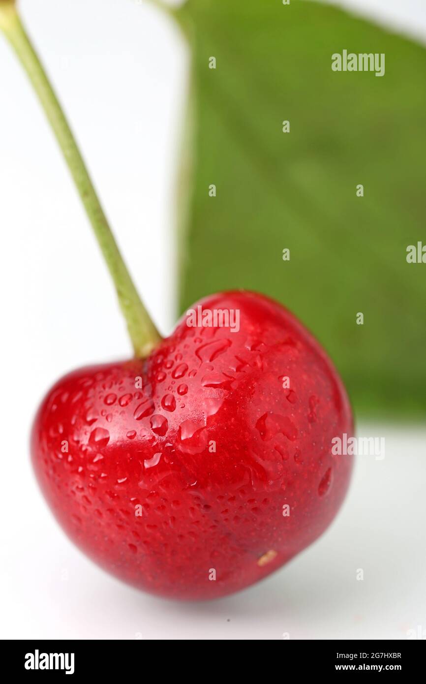Big cherry on white background Stock Photo - Alamy