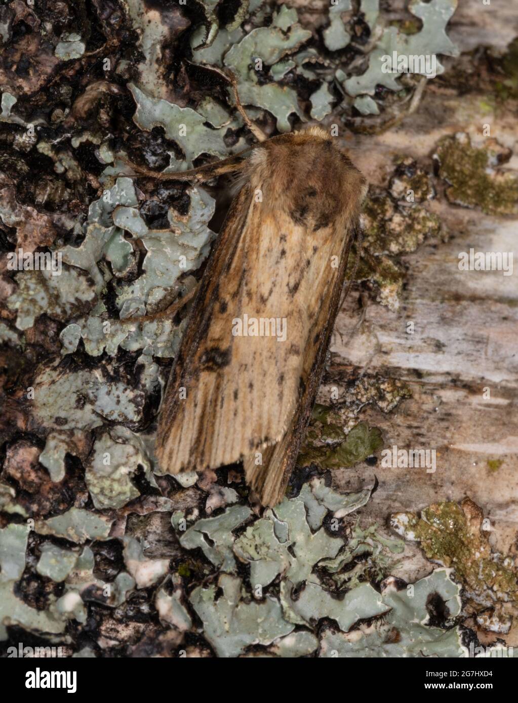 A flame moth (Axylia putris) photographed in Lanarkshire, Scotland ...