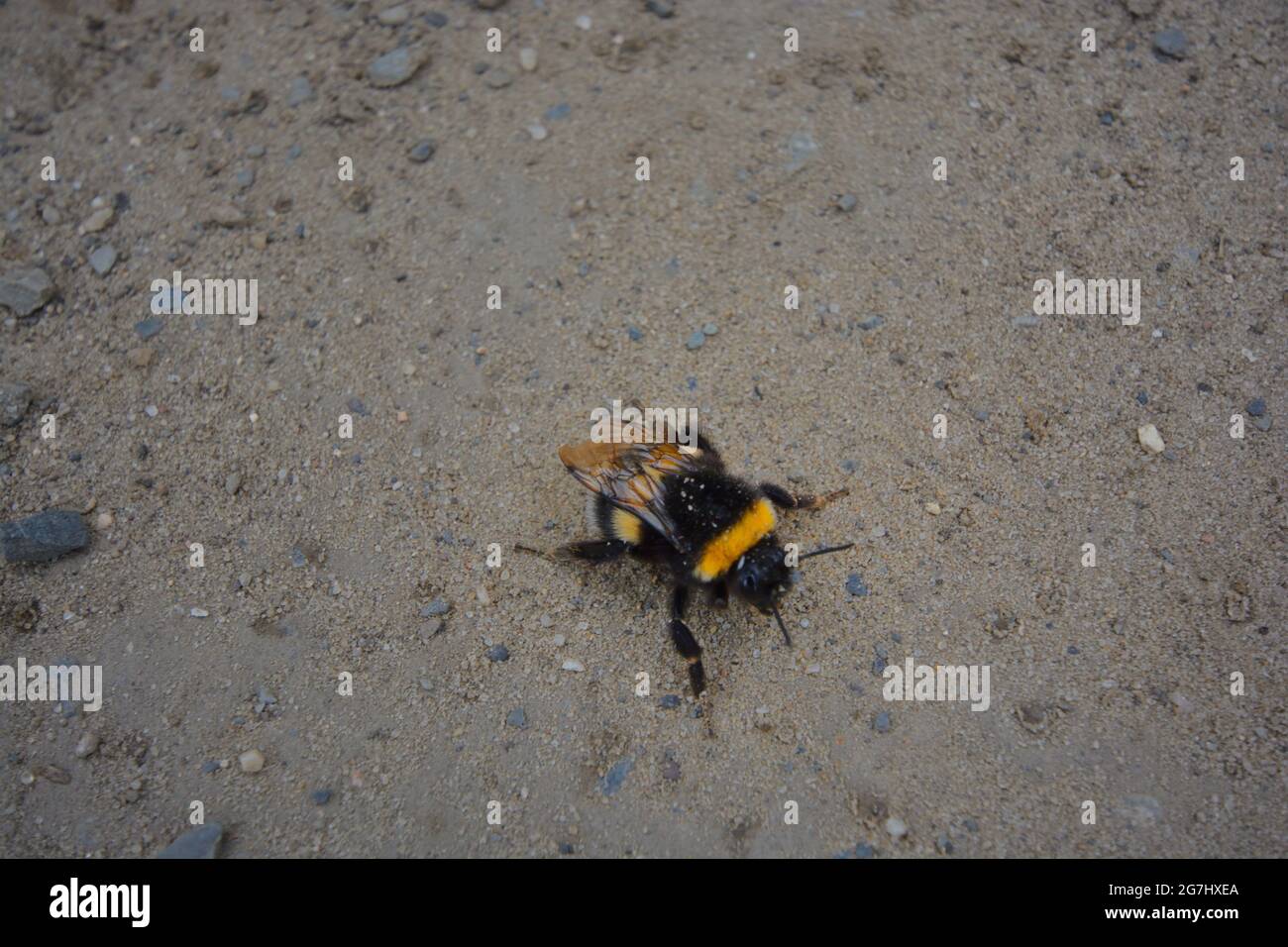 Bumblebee sitting on sand on the floor Stock Photo - Alamy