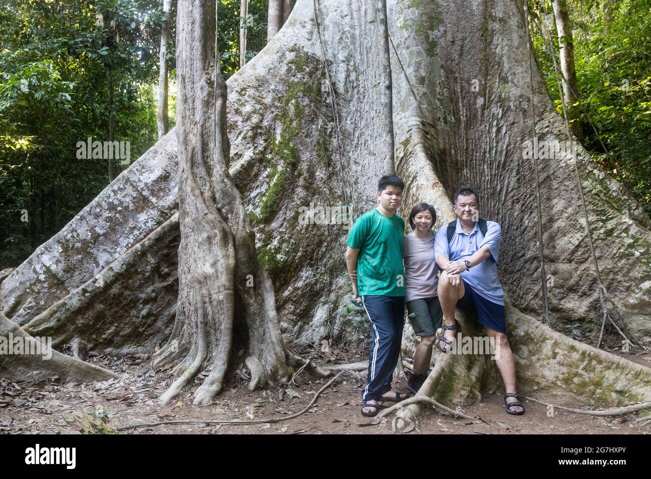 Tourists posing with big trunk tualang tree with huge roots at Taman ...