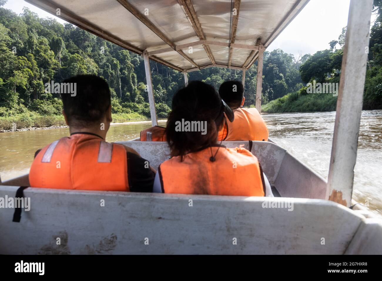 Tourist enjoying scenic nature view of Tembeling river cruise with lush ...