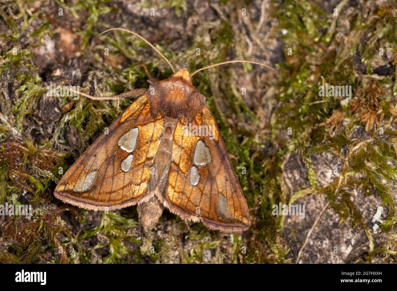 Most photographed spot hi-res stock photography and images - Alamy