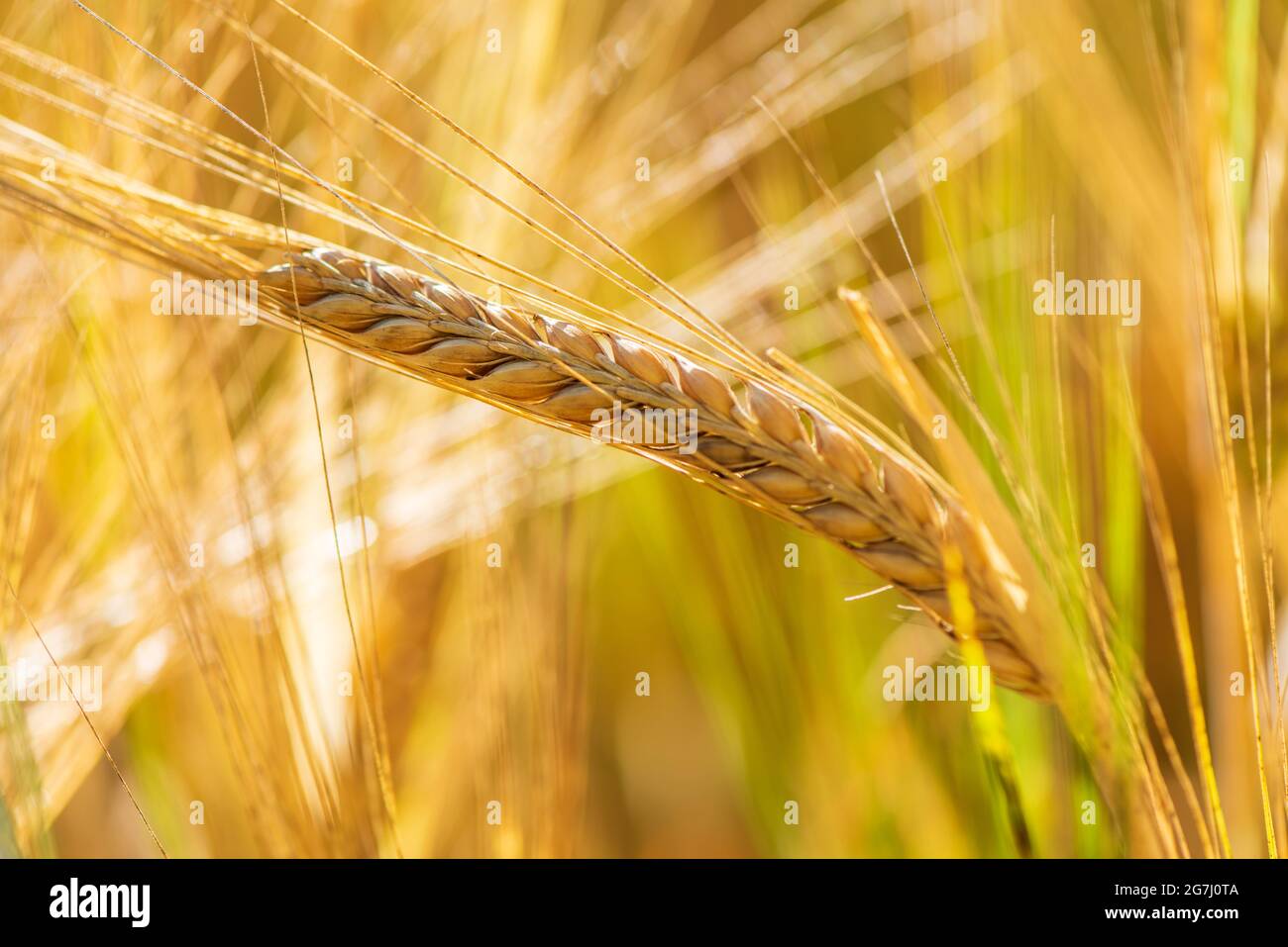 Agriculture and arable farming with cereals Stock Photo - Alamy