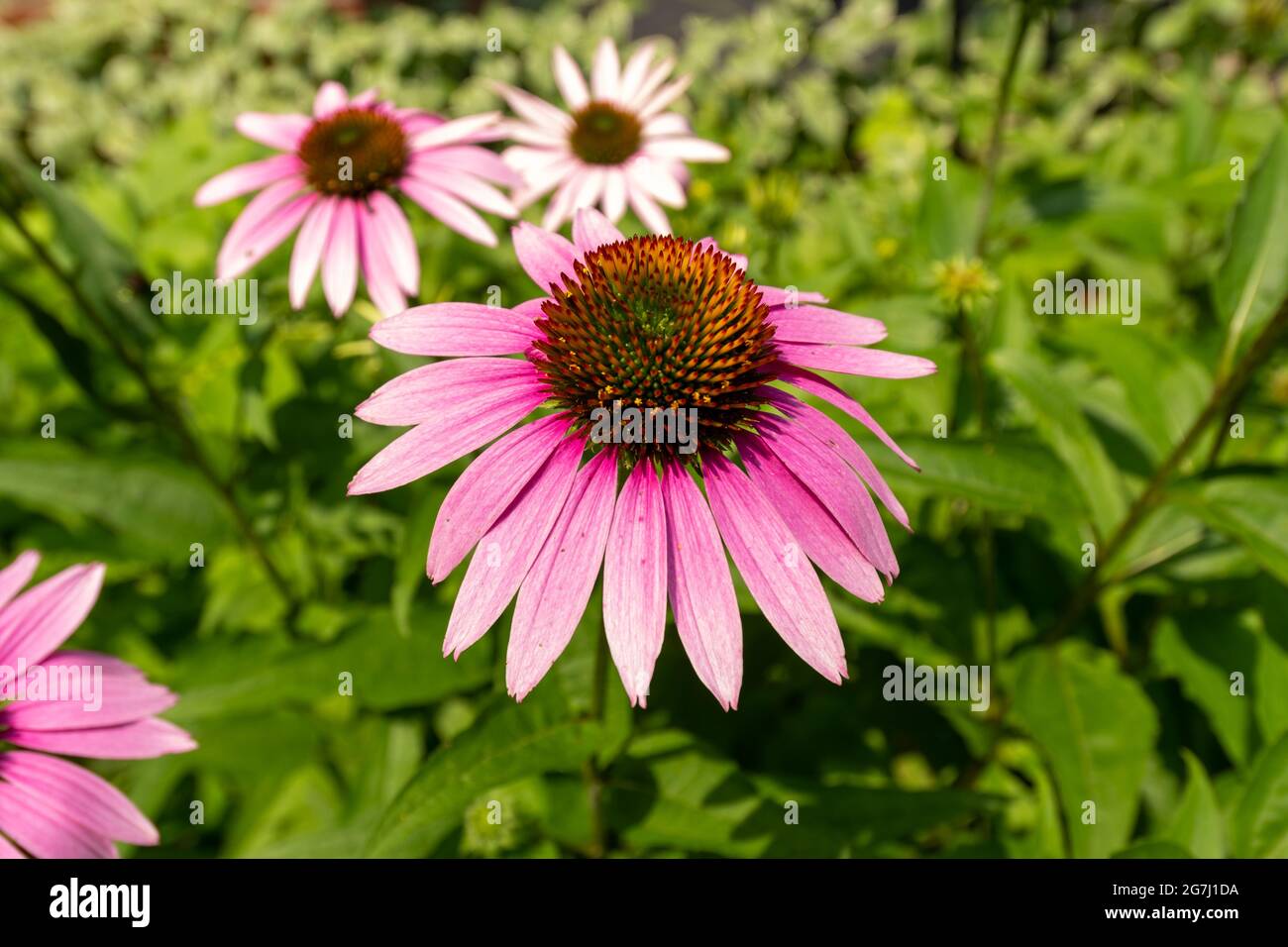 Colorful Cone Flower High Resolution Stock Photography and Images - Alamy