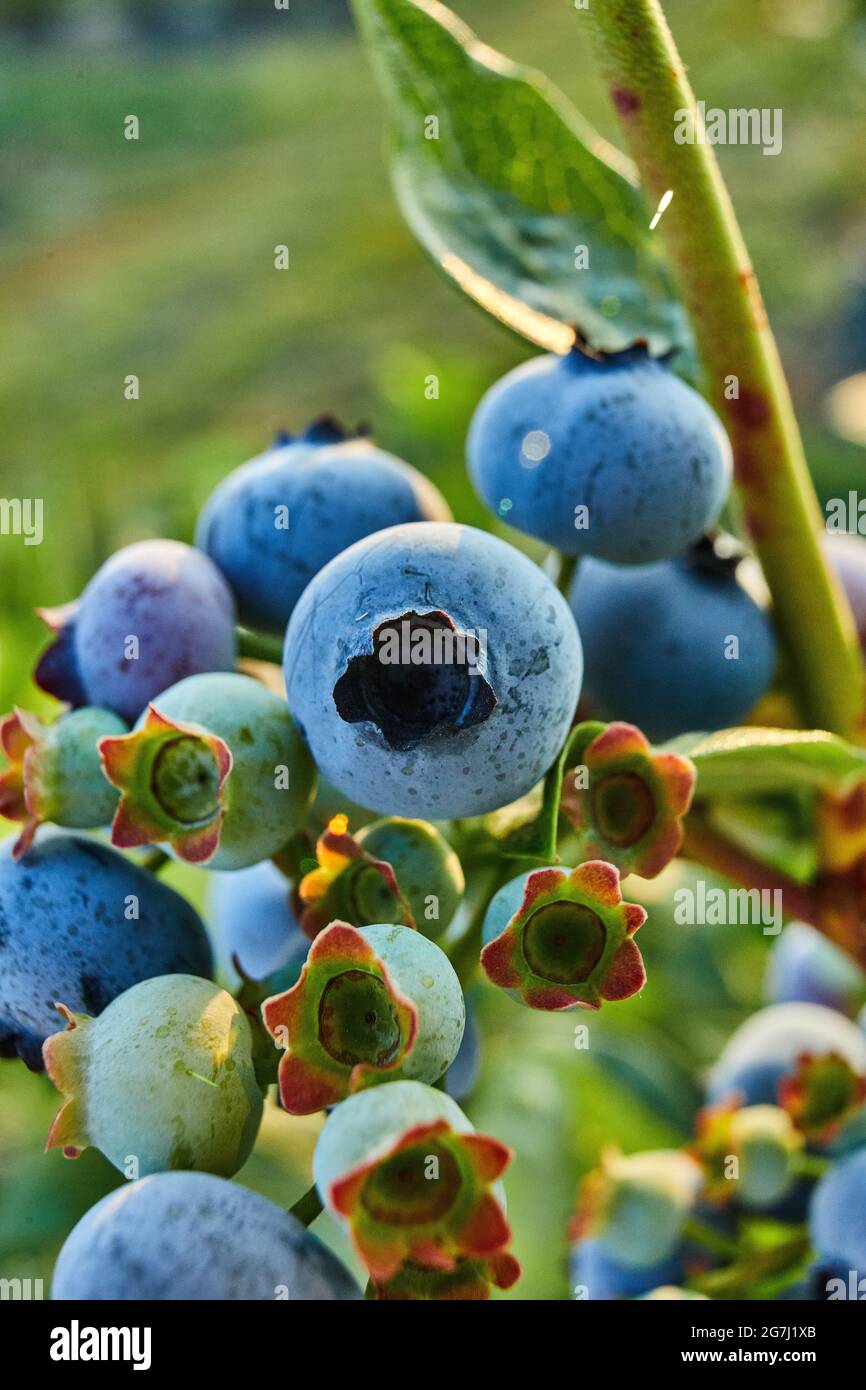 Macro Blueberry bush on sunset, organic ripe with succulent berries ...