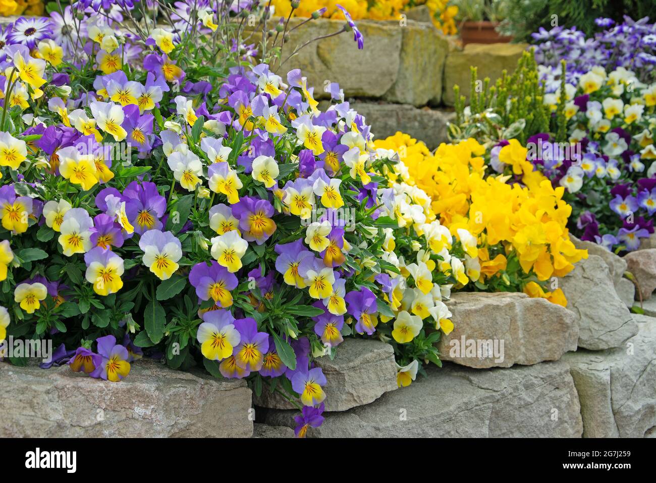 Flowering horn violets, viola cornuta, in spring Stock Photo - Alamy