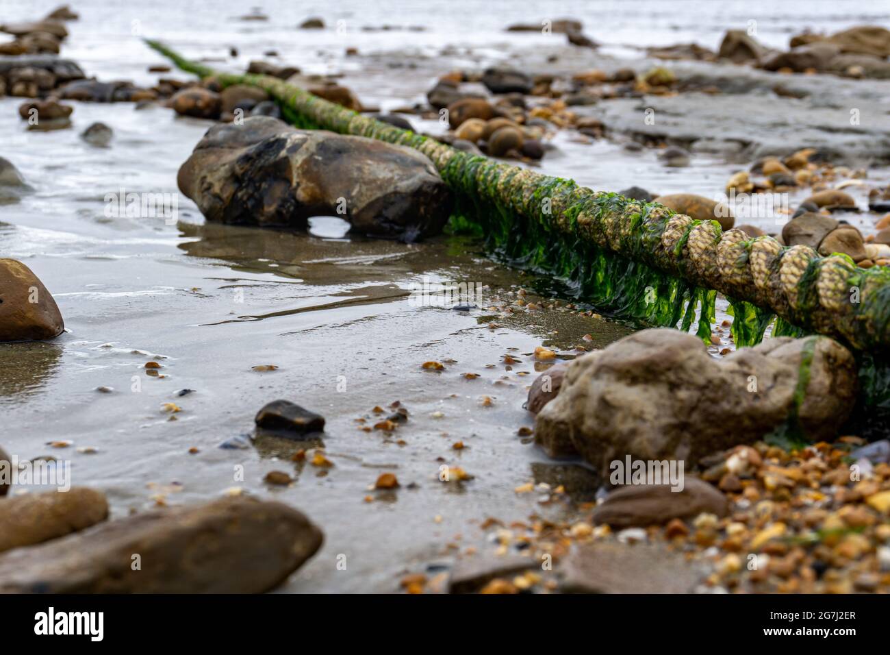 An old rope covered in seaweed stretches out from the shoreline to the ...
