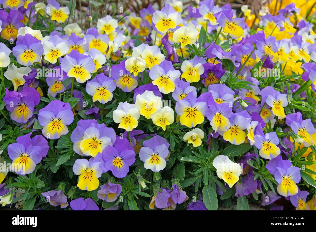 Flowering horn violets, viola cornuta, in spring Stock Photo - Alamy
