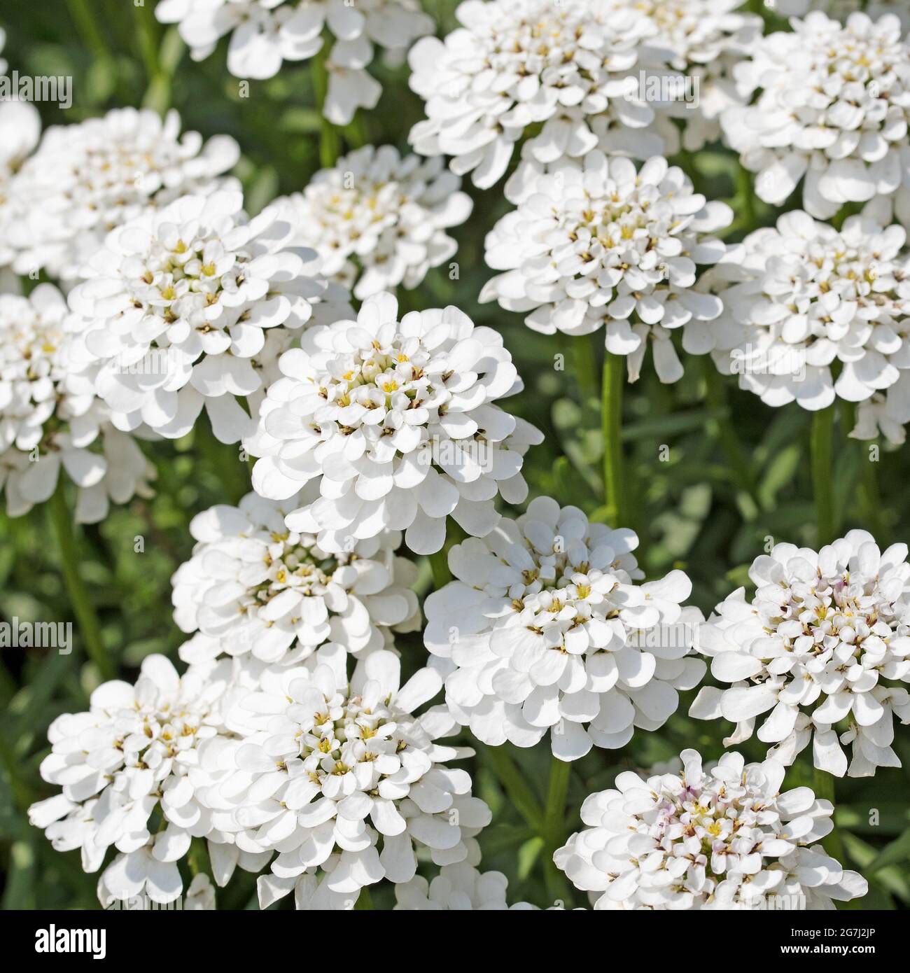 Spring flowering candytuft hi-res stock photography and images - Alamy