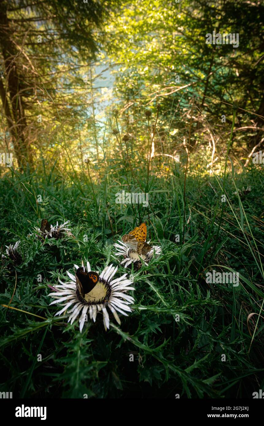 Vertical butterflies on flowers Stock Photo - Alamy