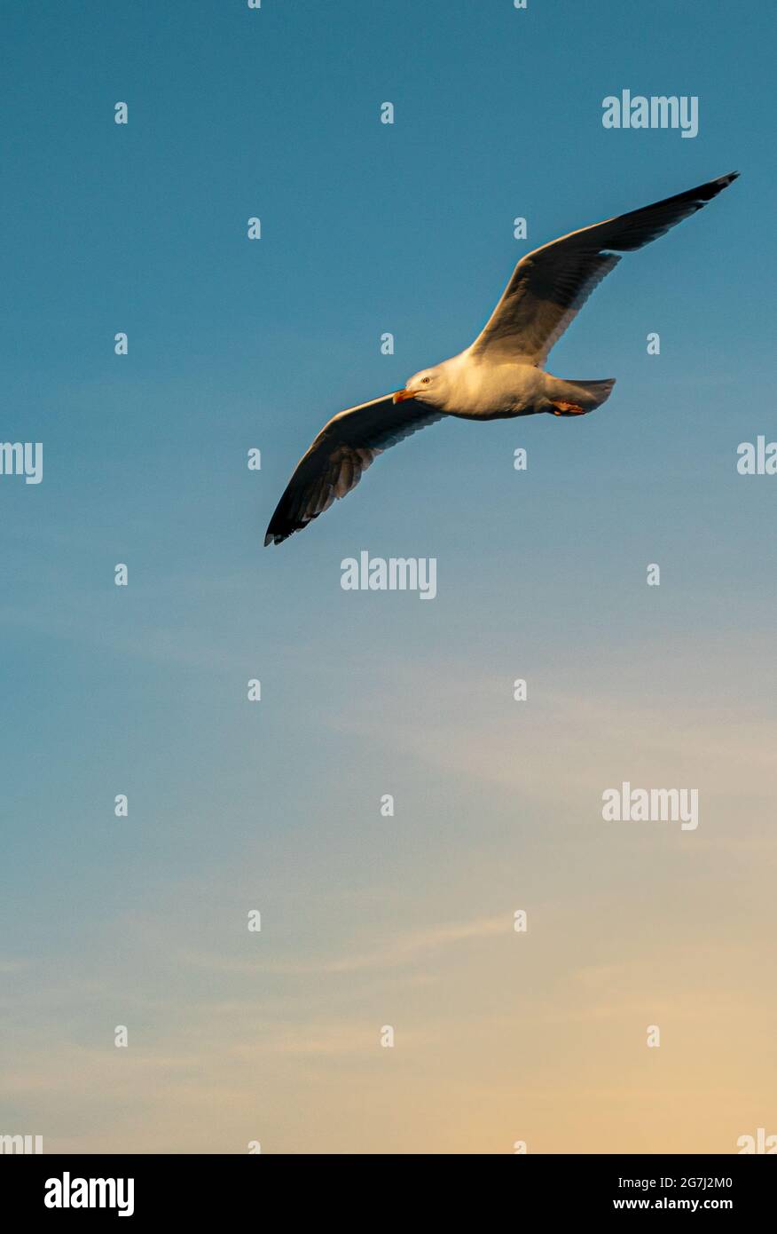Vertical shot of a bird flying in the sky Stock Photo - Alamy