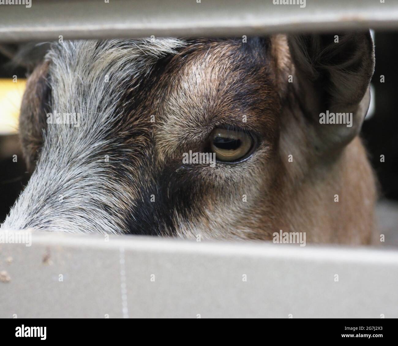 New York, New York, USA. 14th July, 2021. 24 goats participated in the ...
