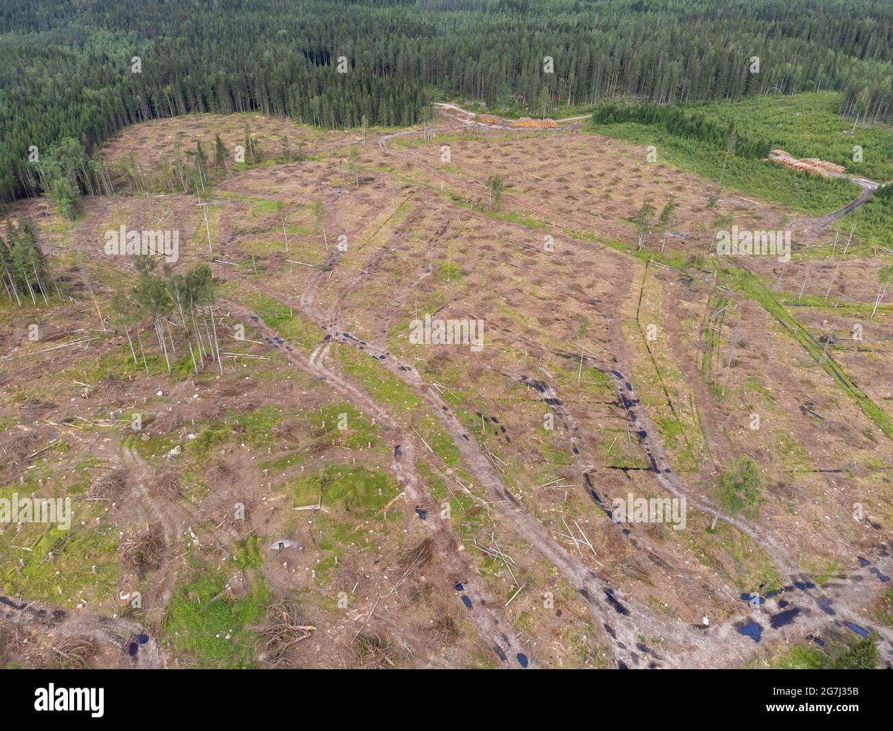 Deforestation, newly cut down forest, clear felled area Stock Photo - Alamy