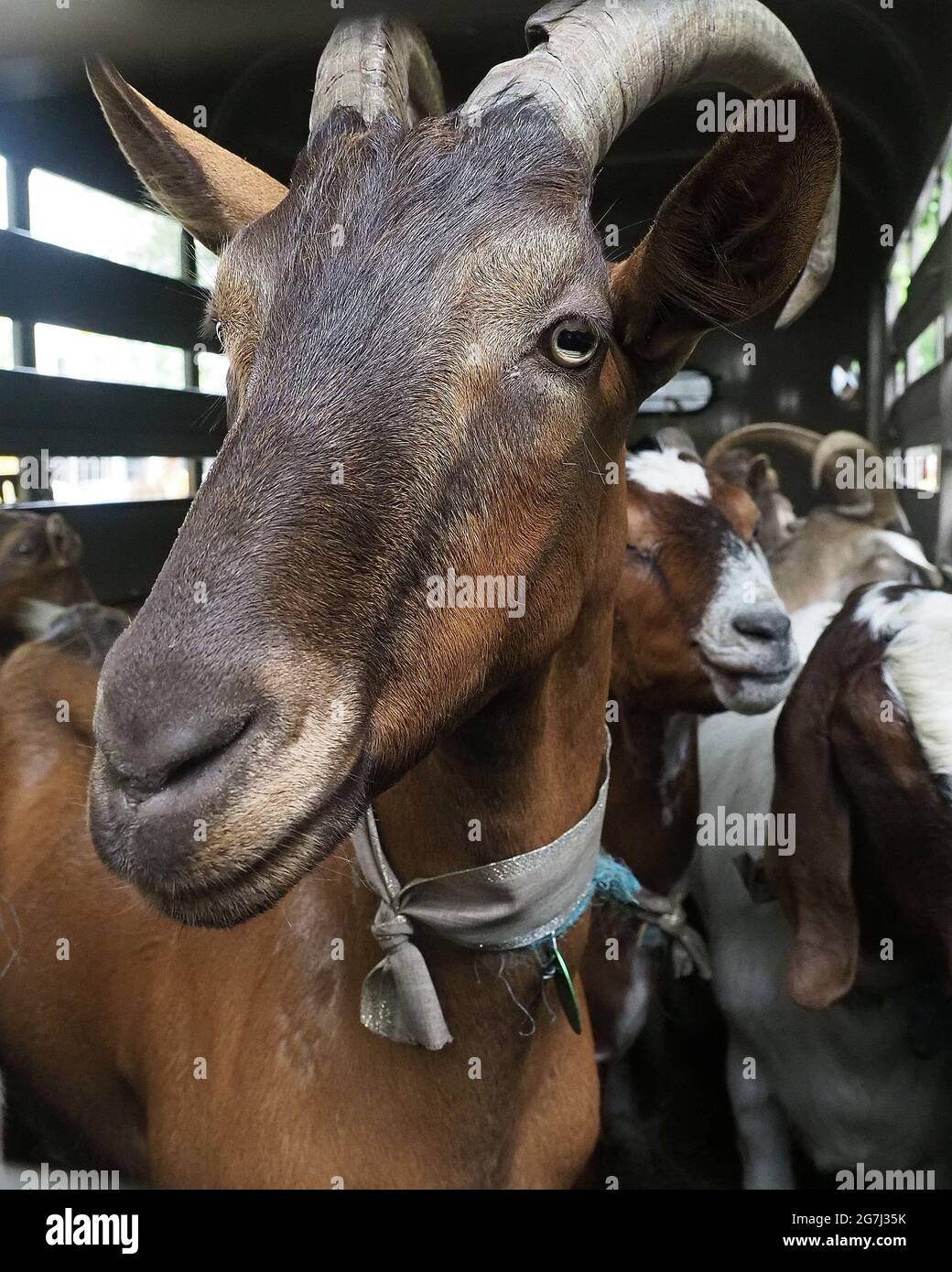 New York, New York, USA. 14th July, 2021. 24 goats participated in the ...