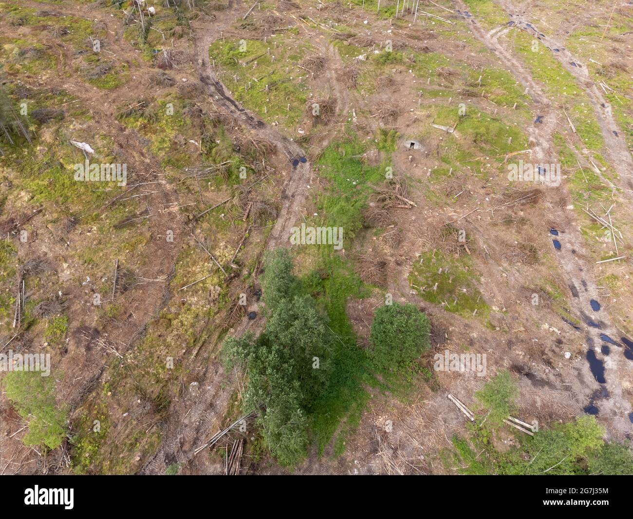 Deforestation, newly cut down forest, clear felled area in Sweden ...
