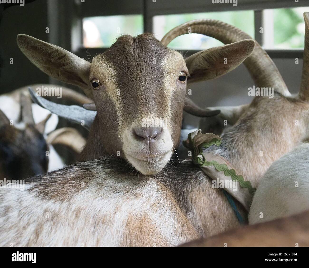 New York, New York, USA. 14th July, 2021. 24 goats participated in the ...