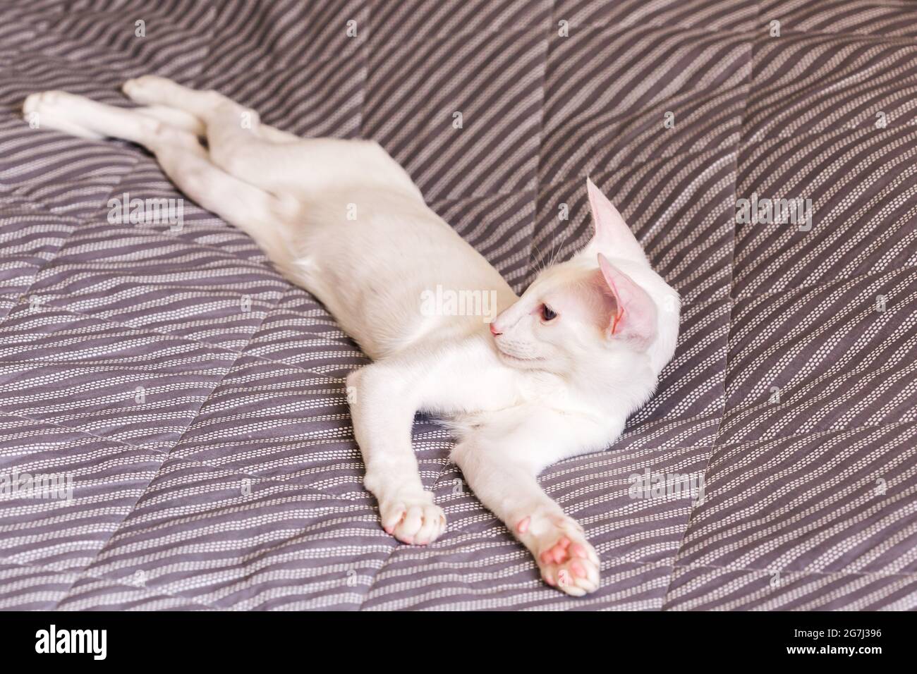Oriental shorthair white cat sleeping on the bed Stock Photo - Alamy