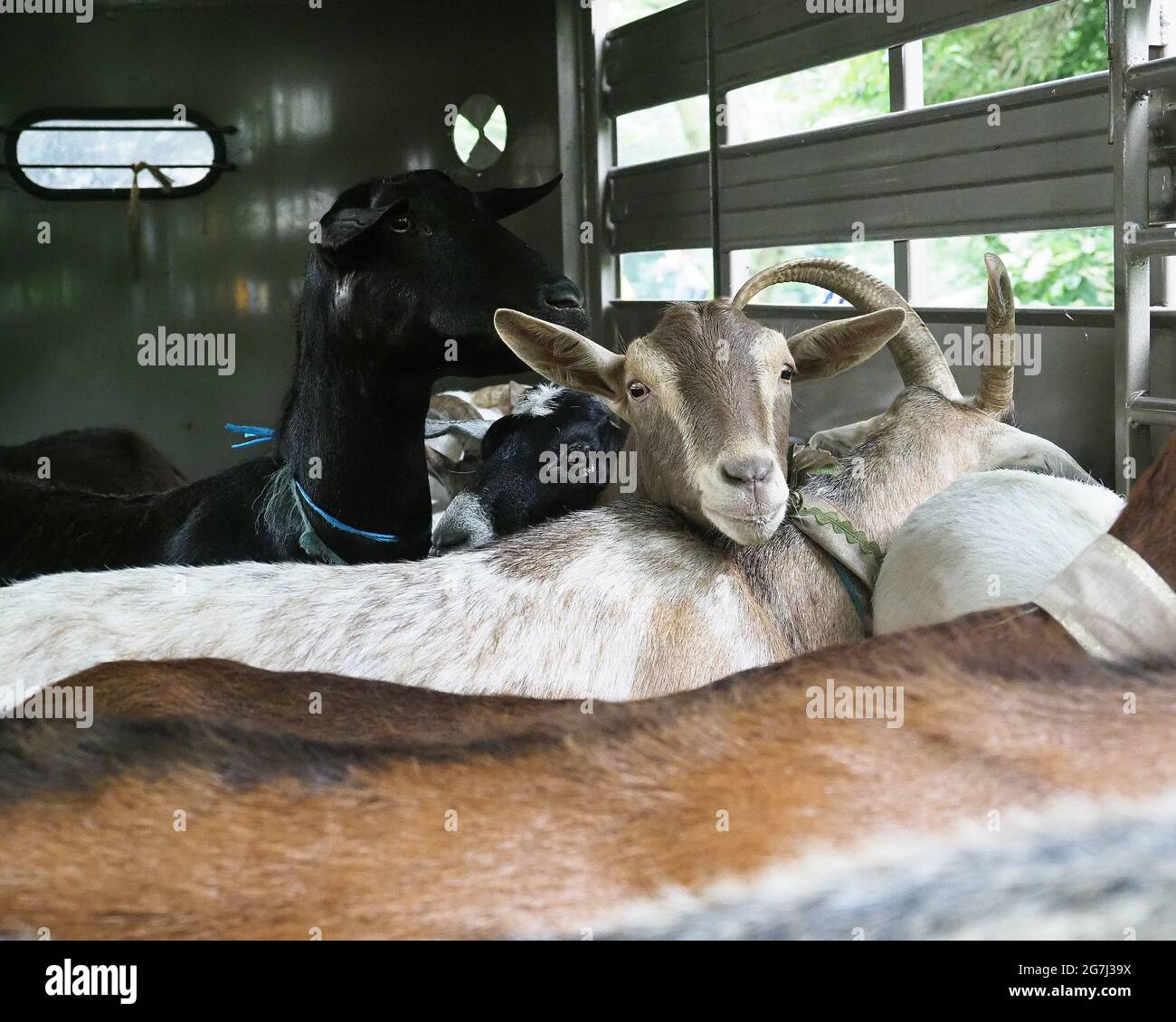 New York, New York, USA. 14th July, 2021. 24 goats participated in the ...