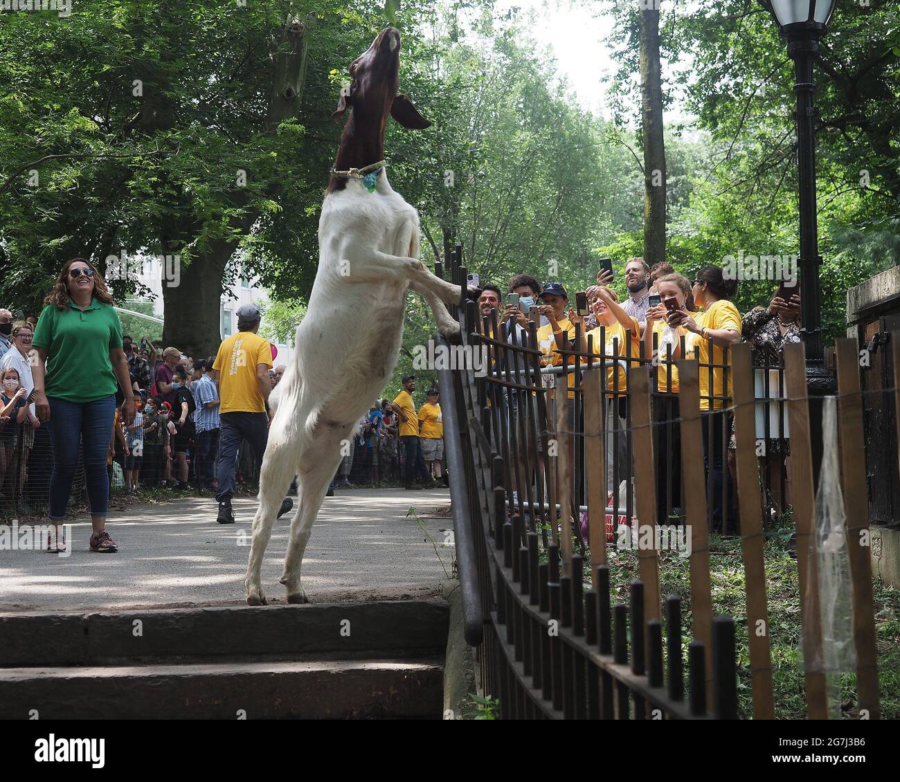 New York, New York, USA. 14th July, 2021. Chalupa the goat participated ...