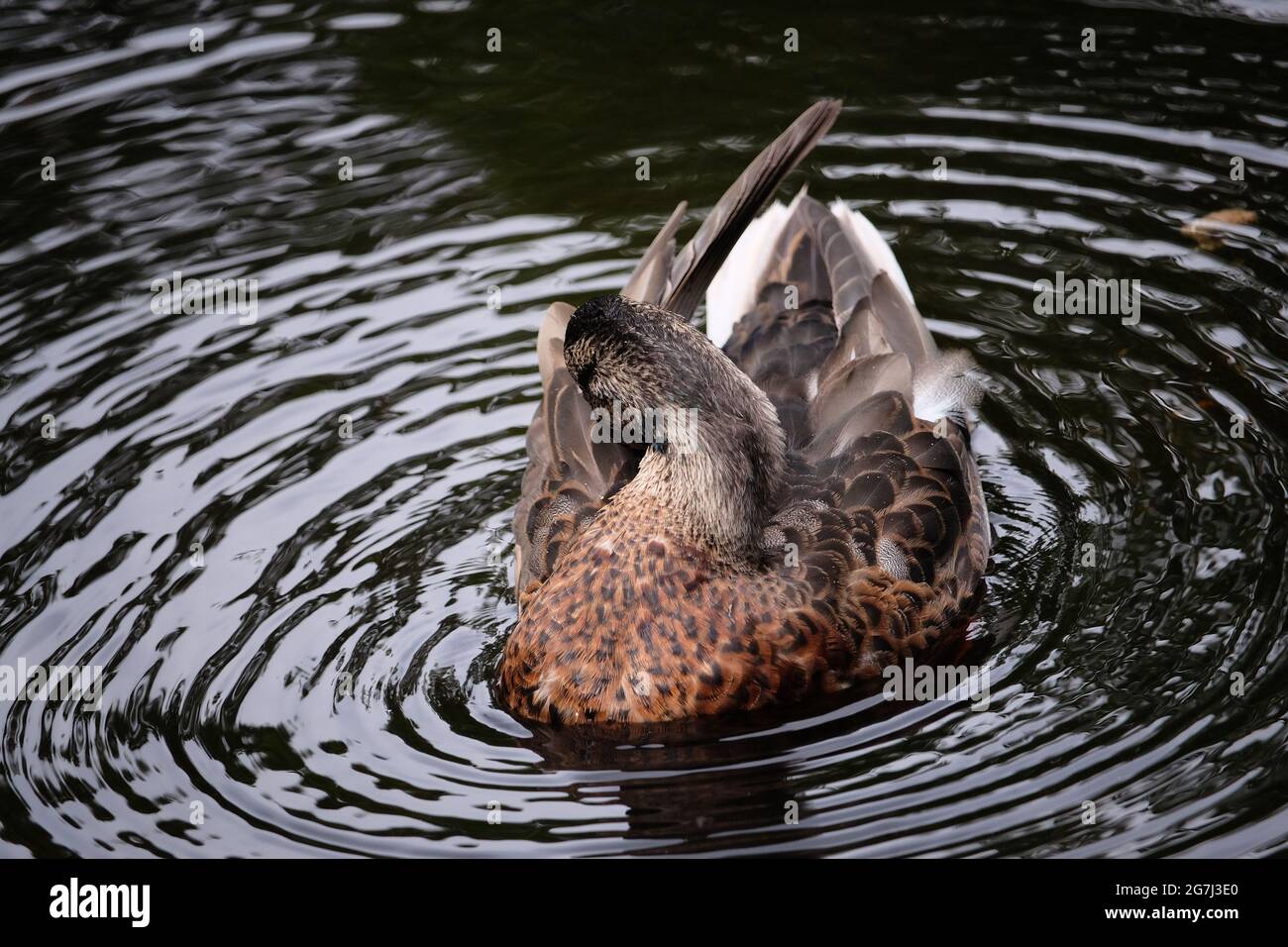 Koloa duck hi-res stock photography and images - Alamy