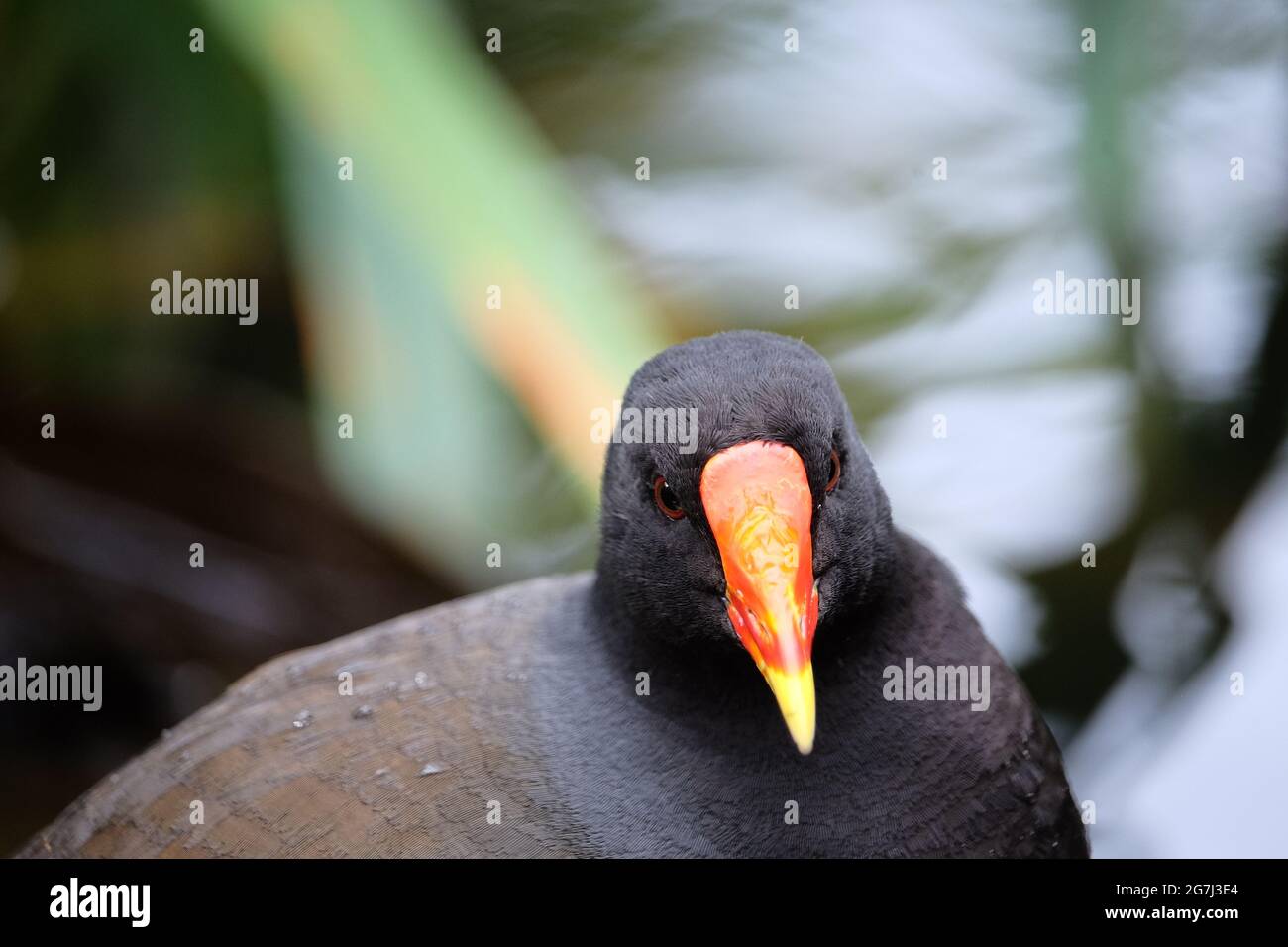 Moorhen beak colours hi-res stock photography and images - Alamy