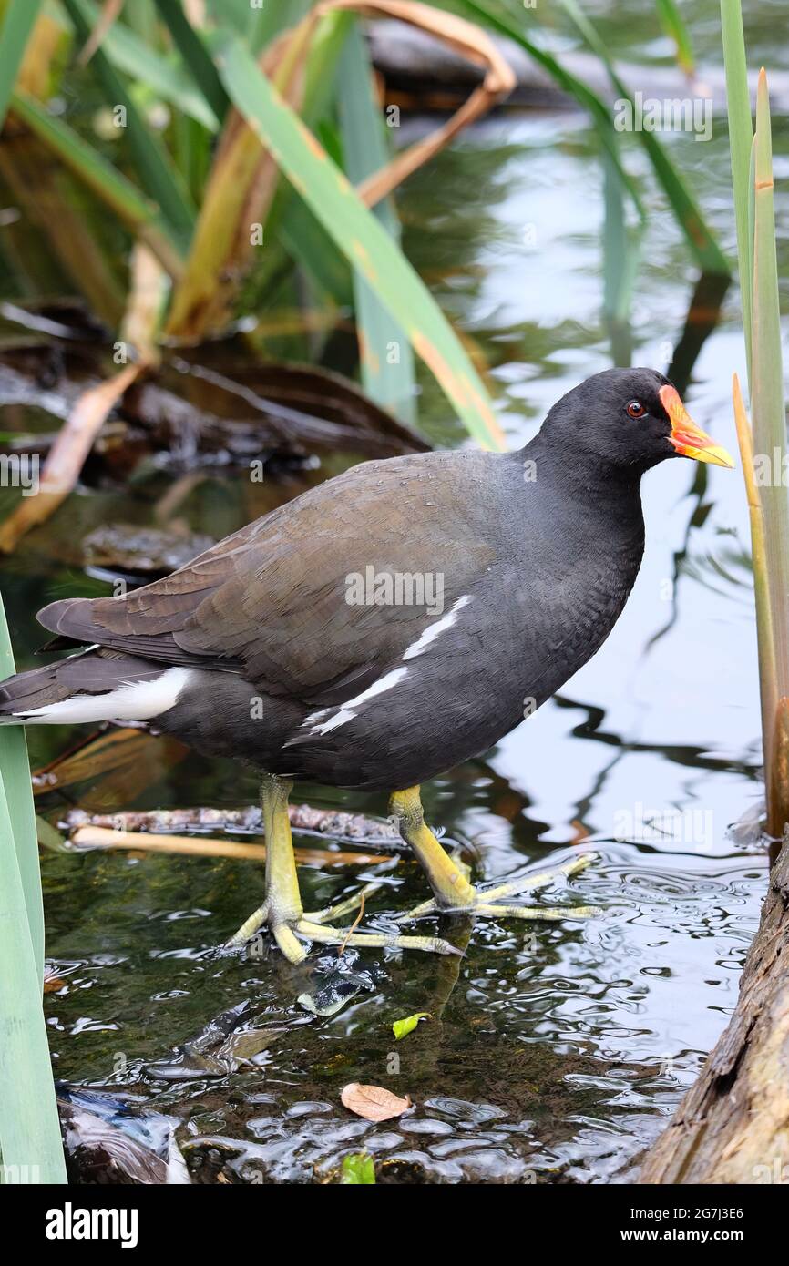 Common moorhen in the pond Stock Photo - Alamy