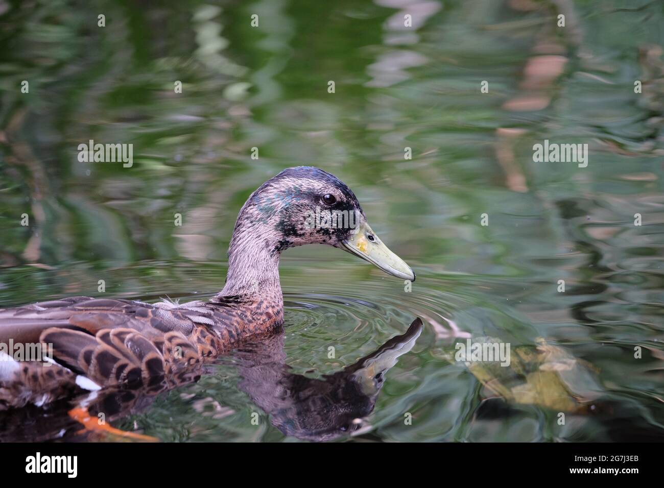 Koloa duck hi-res stock photography and images - Alamy