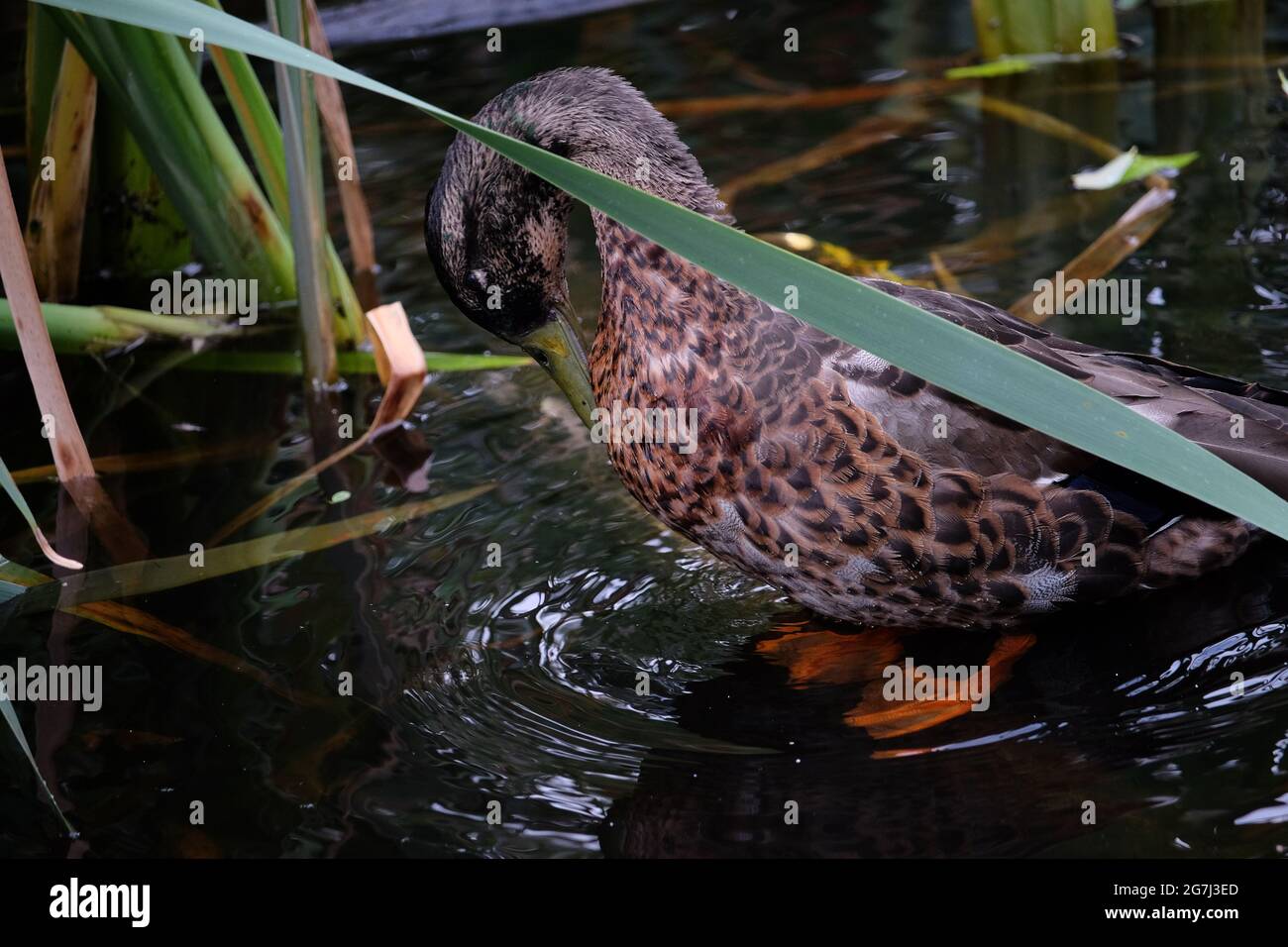 Koloa duck hi-res stock photography and images - Alamy