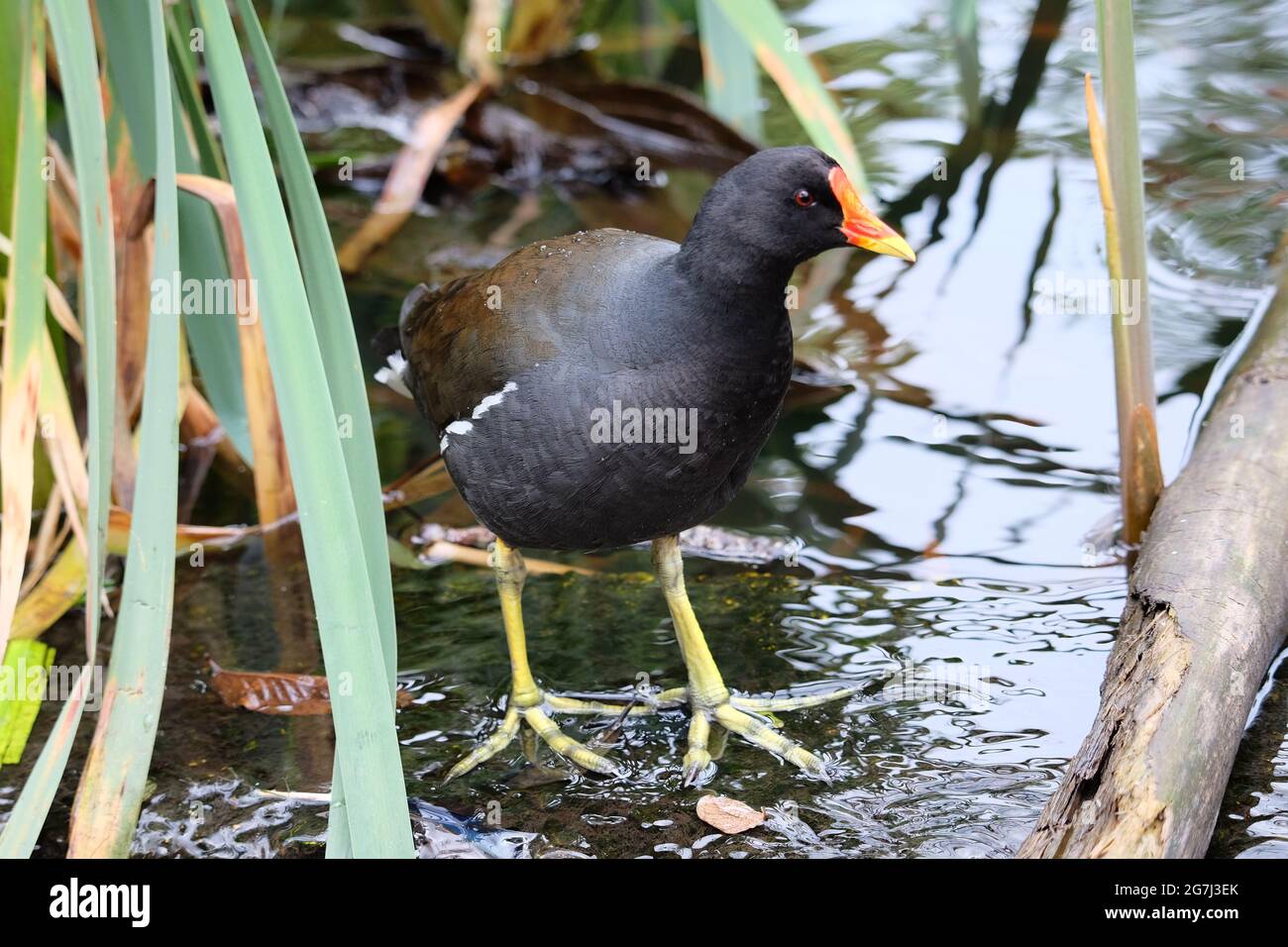 Common moorhen in the pond Stock Photo - Alamy